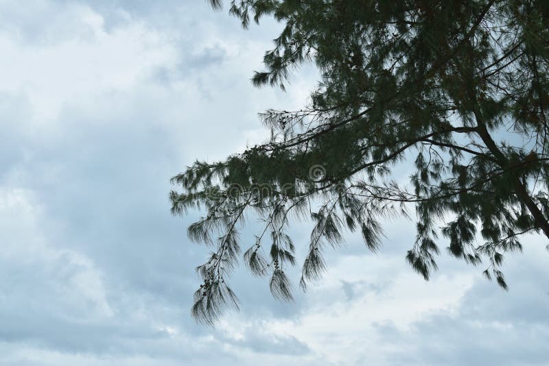 Pollen Cloud Pine Stock Photos - Free & Royalty-Free Stock Photos from ...