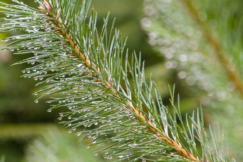 Moist Pine Tree Leafs with Water Droplets. Stock Image - Image of moist ...