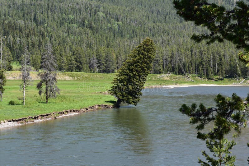 A Pine Tree Leaning into the River. Stock Image - Image of tree ...