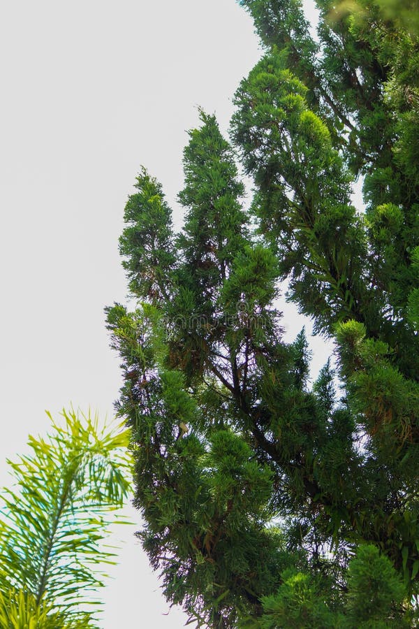 Pine Tree Leave, Low Angle Photo Stock Photo - Image of vegetation ...