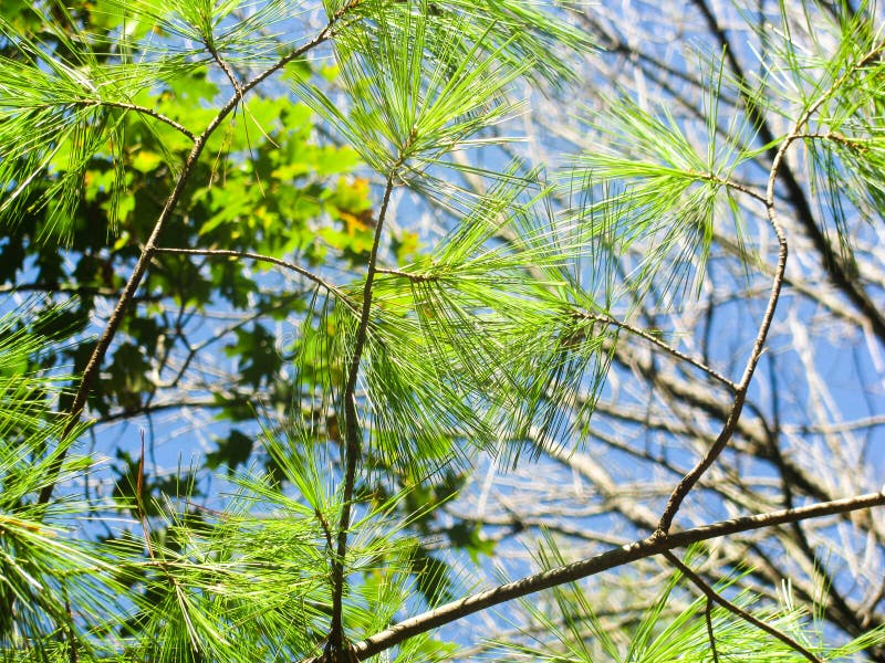 Pine Tree Leaves On Tree Picture. Image: 84899160