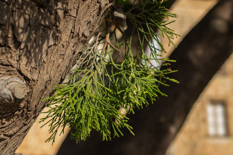 Pine Tree Leaves Macro Shot Stock Image - Image of closefocus, pinetree ...