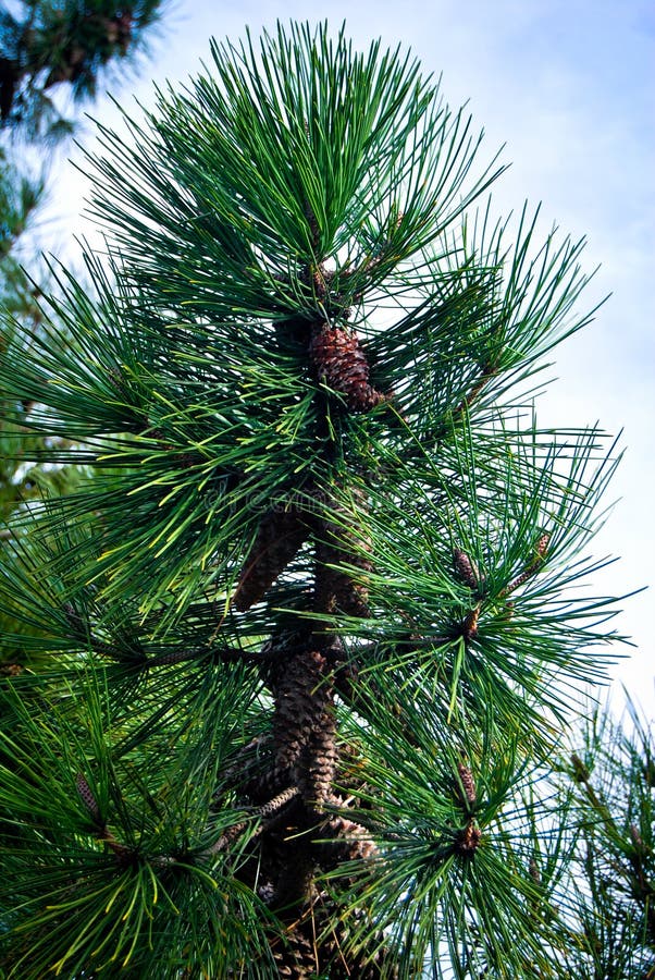 Pine tree leaves stock image. Image of plant, leaf, outdoors - 89409405