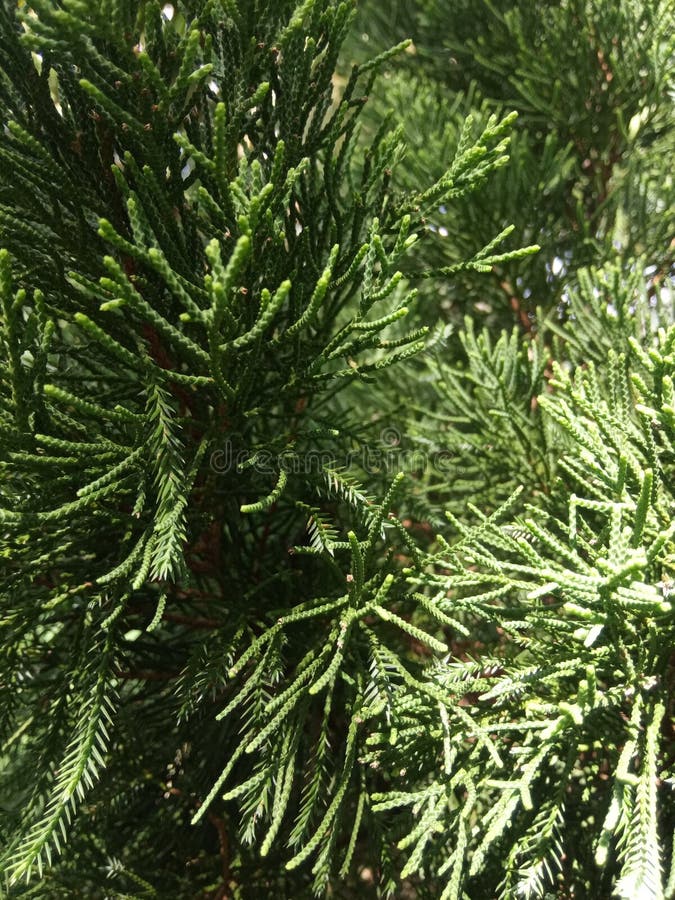 592 Pine Leave Texture Stock Photos - Free & Royalty-Free Stock Photos ...