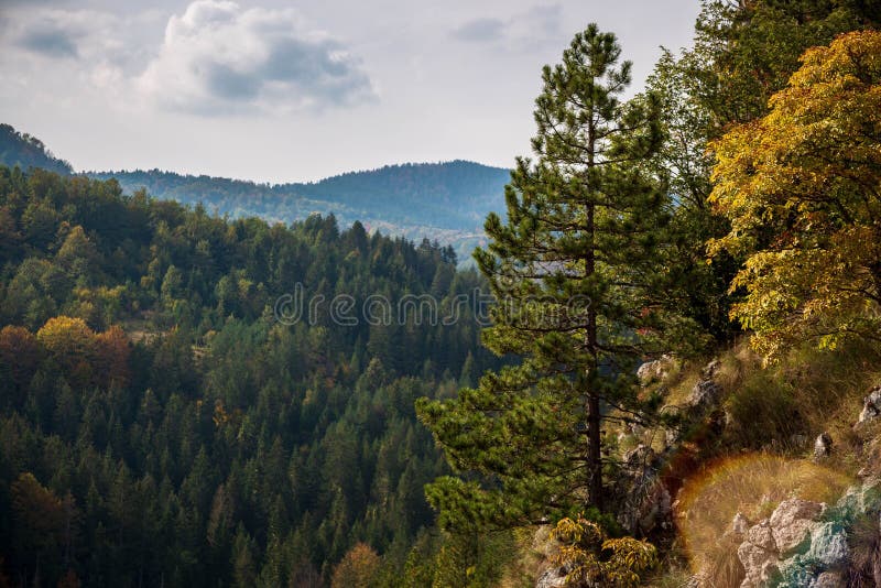 Pine tree on a ledge stock photo. Image of nature, mount - 265607046