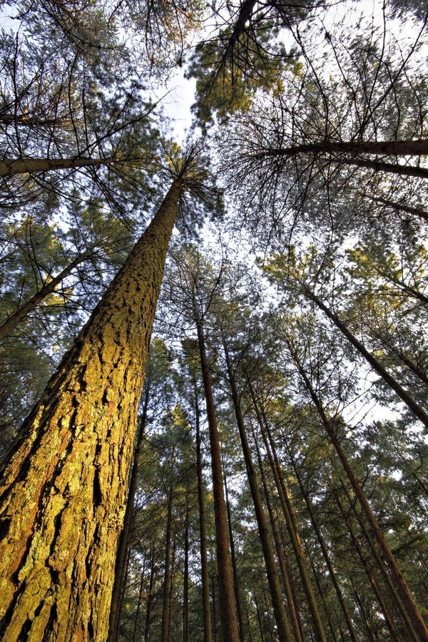 Pine Tree Light stock photo. Image of colour, perspective - 14087762