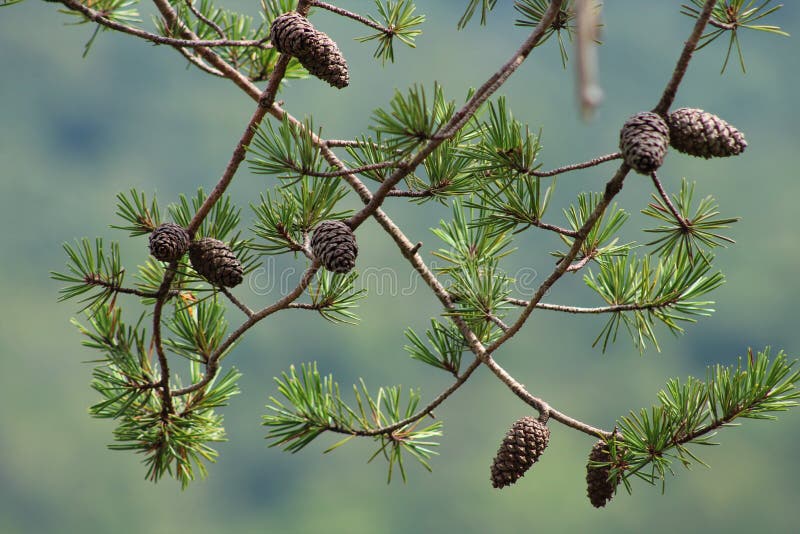 Tree Limbs Fell on the Fence Stock Photo - Image of county, birch ...