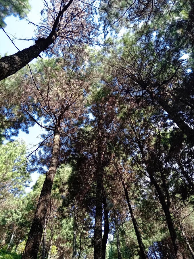 Pine Tree Line from Bottom View Stock Image - Image of sunlight, view ...