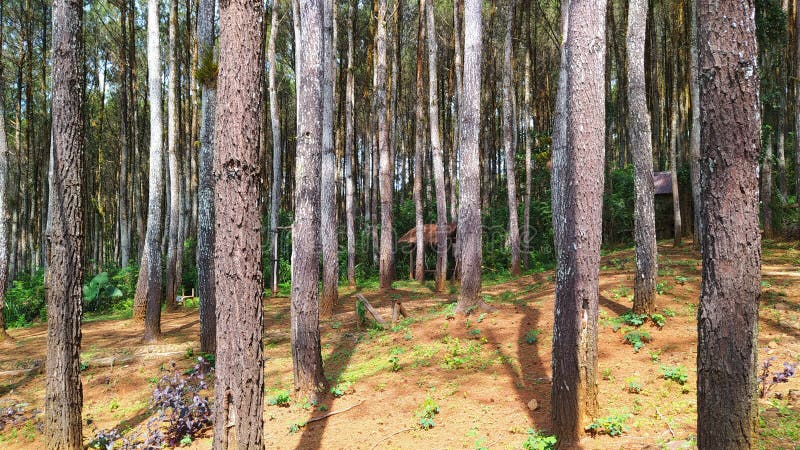 Pine Tree Line in the Forest Stock Photo - Image of wilderness, trunk ...