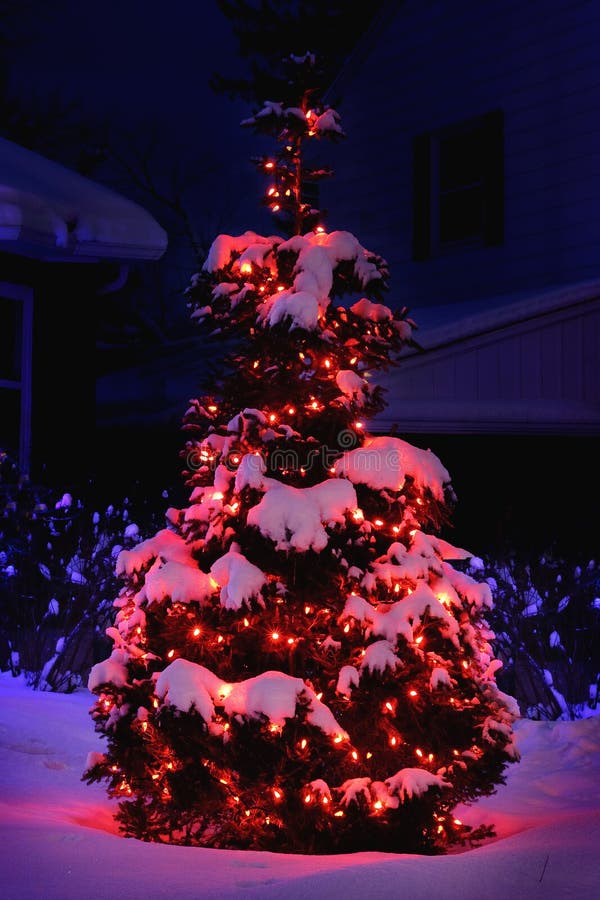 Pine Tree Lit for Christmas with Red Lights Stock Photo - Image of ...