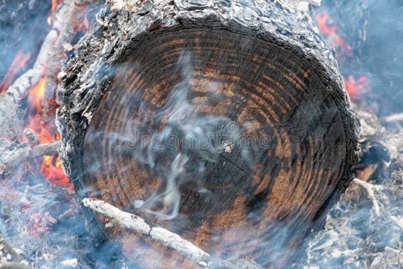 Pine Tree Log Surrounded by Smoke Stock Image - Image of fire, bright ...