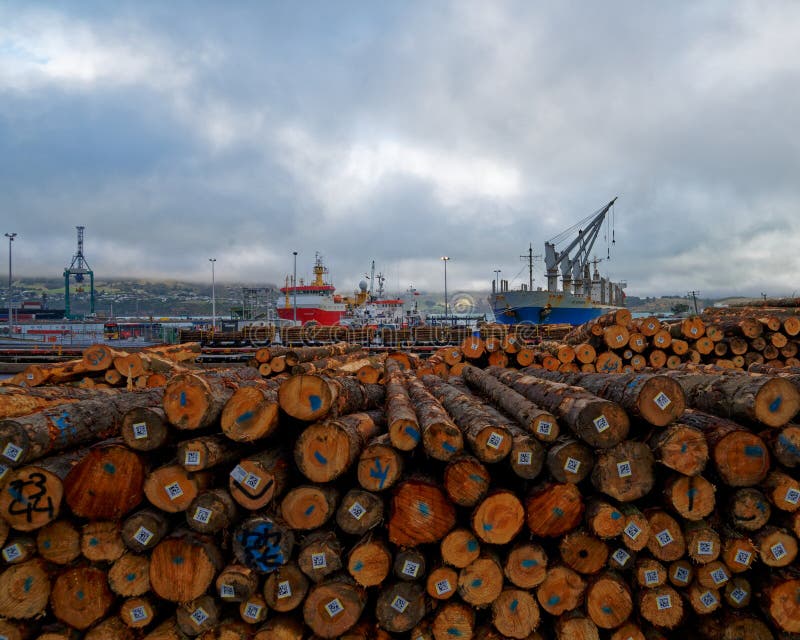 Pine Tree Logs at Lyttelton Harbour, Lyttelton, New Zealand Editorial ...
