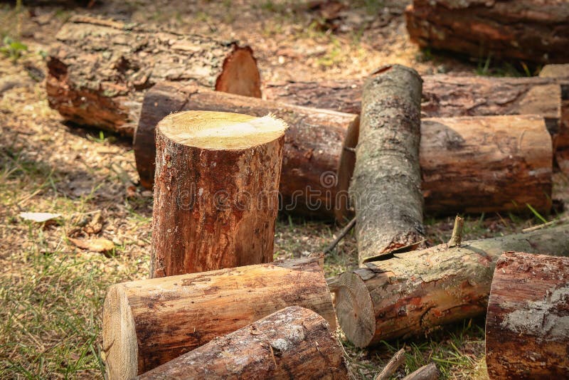 Pine Tree Logs and Stumps with and without Bark Lie in a Forest after ...