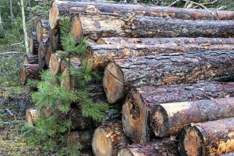 Pine Tree Logs Timber in the Forest. Stock Photo - Image of industry ...