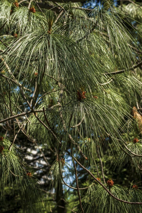 A Plant in a Forest. a Pine Tree with Long Needles Stock Photo - Image ...