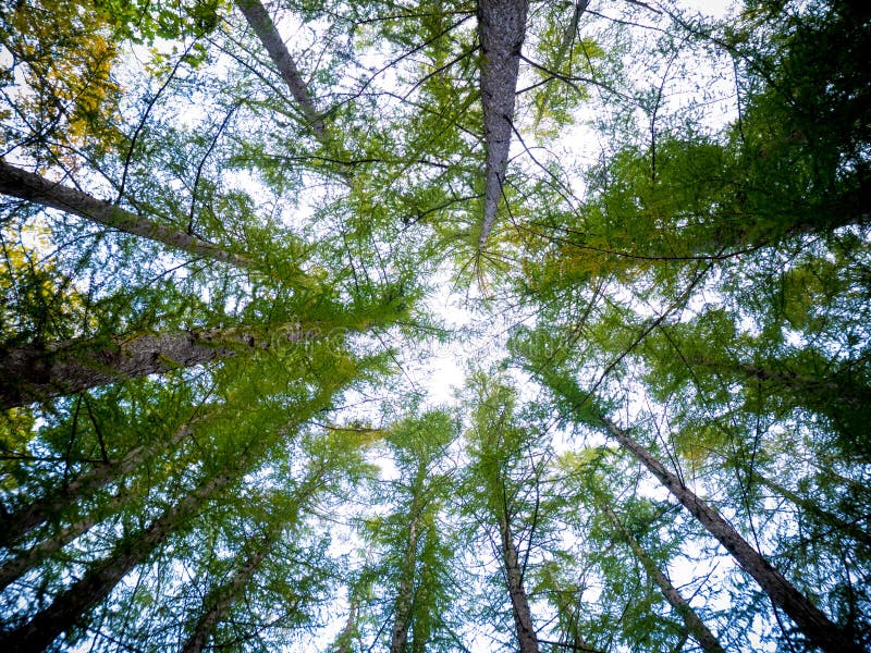 Looking Up at the Trees in the Forest Stock Image - Image of park, tree ...