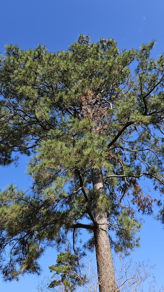 Pine Tree Looking Up at Sky Tree Limbs Stock Photo - Image of looking ...