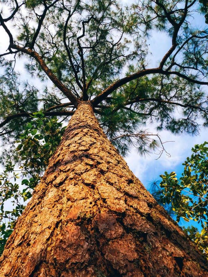Looking Up Pine Tree Stock Photos - Download 1,506 Royalty Free Photos