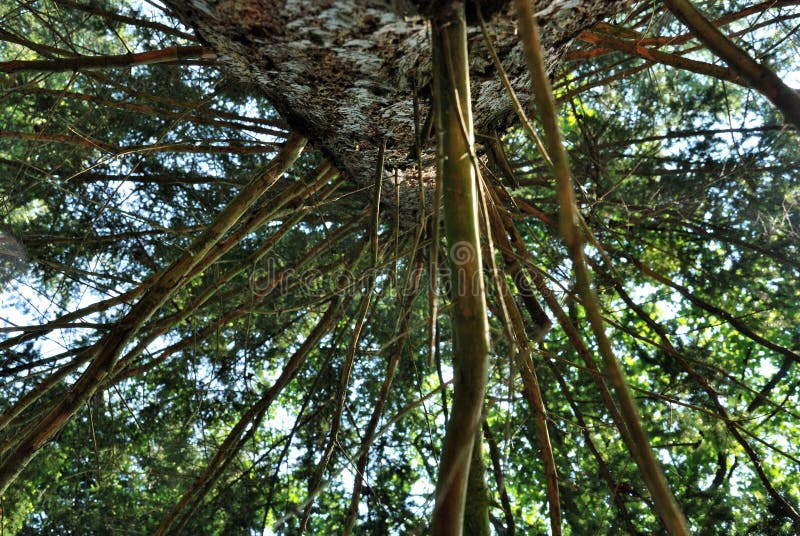 Looking up at a Pine tree stock photo. Image of tree - 83268764
