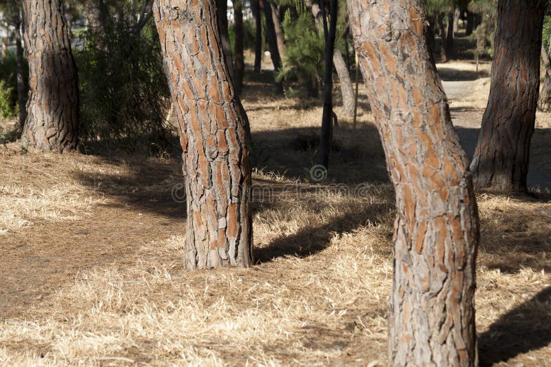 Pine Tree Trunks in the Forest Stock Image - Image of autumn, pinaceae ...
