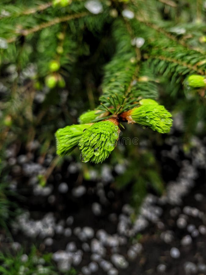 Pine tree macro shot stock image. Image of green, shot - 176948379