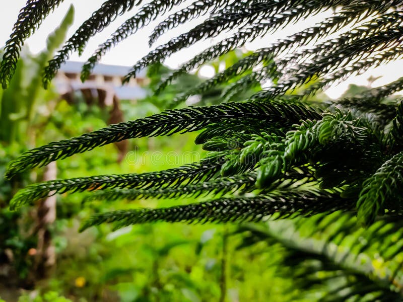 Pine Tree Macro Shot in the Afternoon. Stock Photo - Image of nice ...