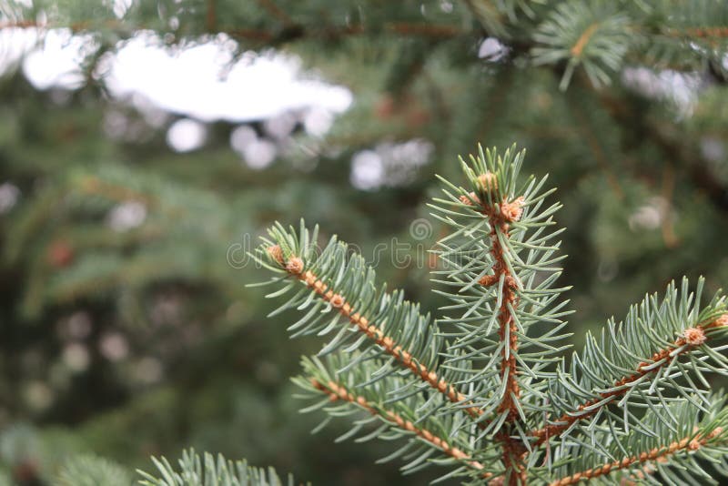 Pine Tree Macro Zoom with Light in Distance Stock Image - Image of tree ...