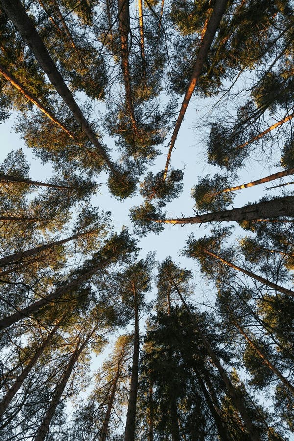 Pine tree many stock photo. Image of trees, wildlife - 310945004