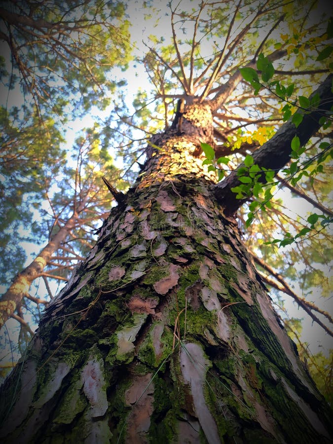 Pine Tree in Margalla Hills Islamabad Pakistan Stock Image - Image of ...