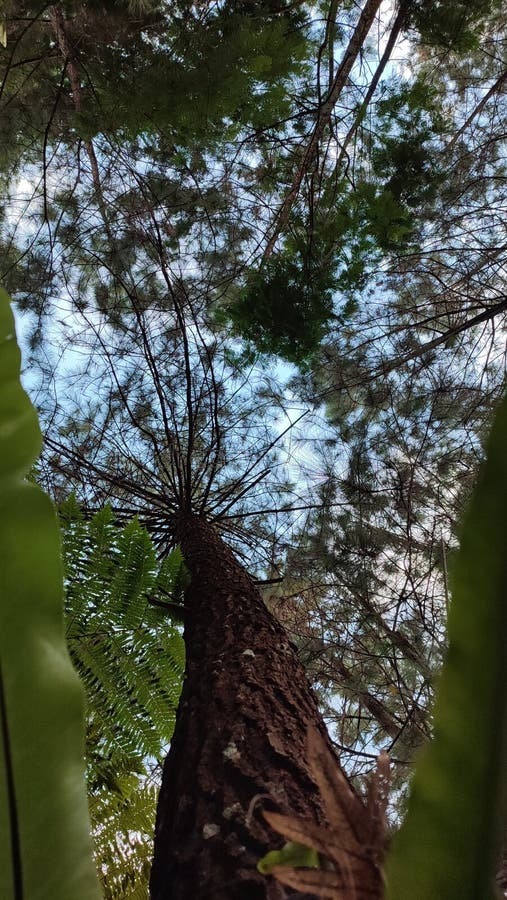 The Pine Tree in the Middle of the Forest in the Photo from Below Looks ...