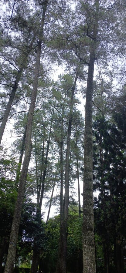 Pine Tree in the Middle of Town Stock Image - Image of pine, jungle ...