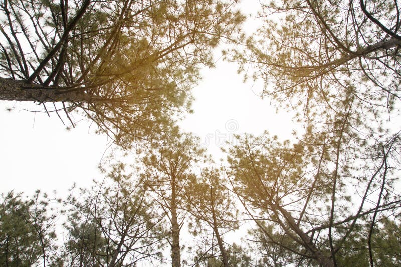 Pine tree in the mist stock image. Image of deep, park - 93806997