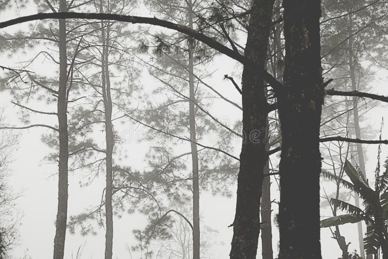 Pine tree in the mist stock photo. Image of pine, natural - 93807452