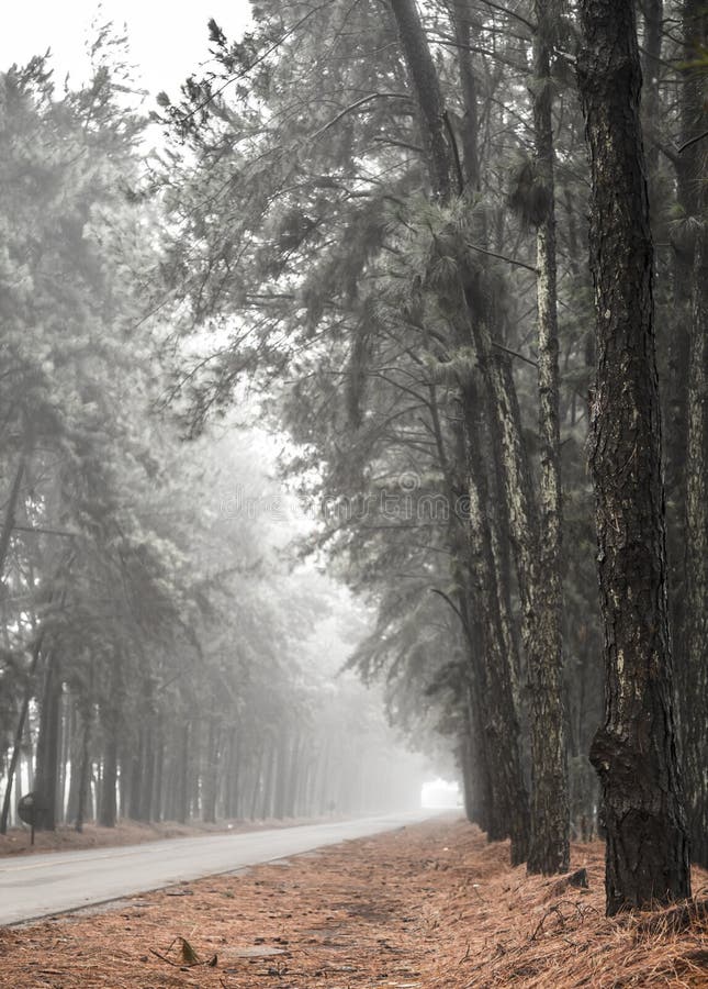 Pine Tree Mist Road Beautiful Scene Stock Photo - Image of mist ...