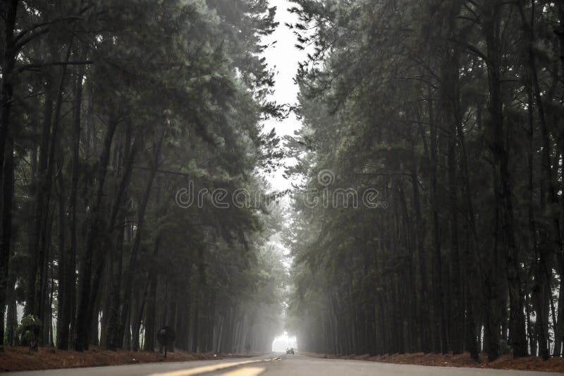Pine Tree Mist Road Beautiful Scene Stock Photo - Image of evening ...