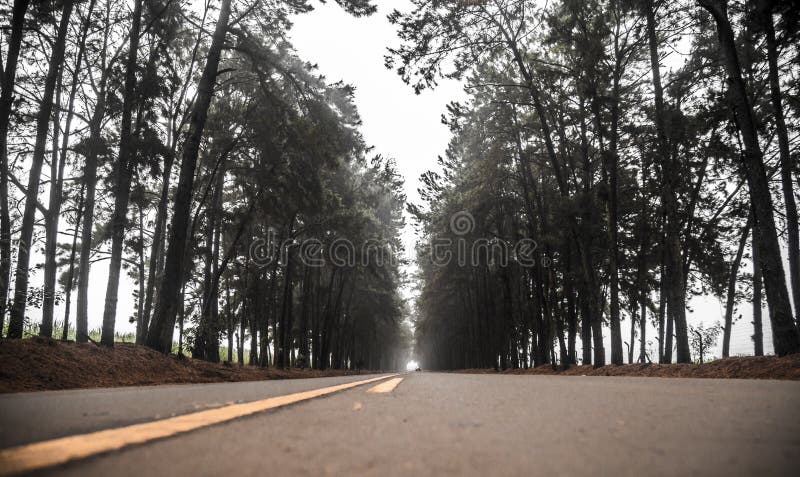 Pine Tree Mist Road Beautiful Scene Stock Photo - Image of beauty ...