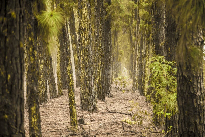 Pine Tree Mist Road Beautiful Scene Stock Photo - Image of beauty ...