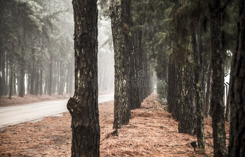 Pine Tree Mist Road Beautiful Scene Stock Image - Image of forest ...