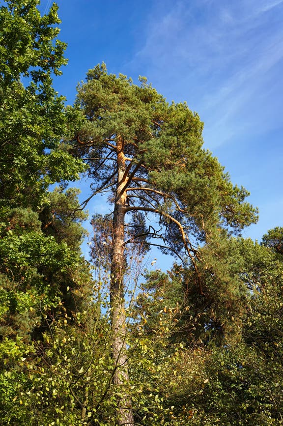 Pine Tree in Mixed Pine and Deciduous Forest Stock Image - Image of ...