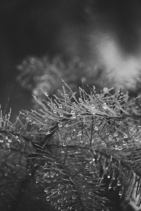 Pine Tree Monochrome, Water Drops Stock Image - Image of nature ...