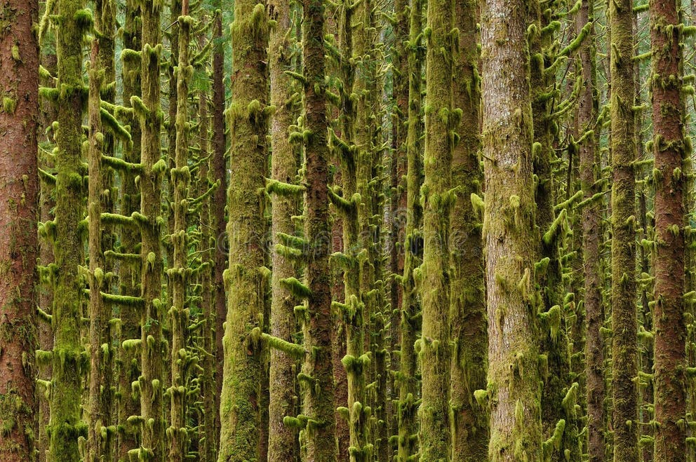Pine tree with moss stock photo. Image of columbia, tree - 20479936