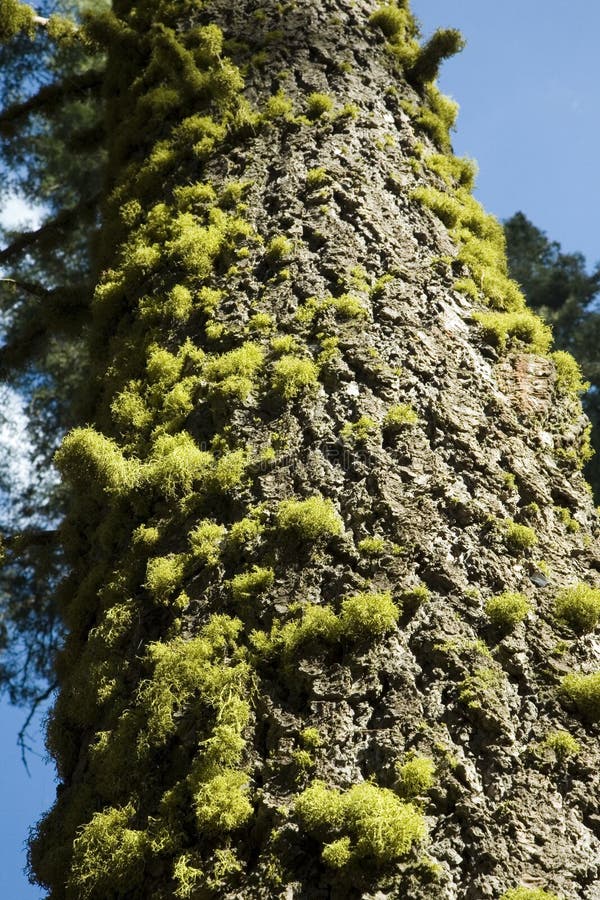 Pine tree and moss stock photo. Image of fall, resurrection - 6479868
