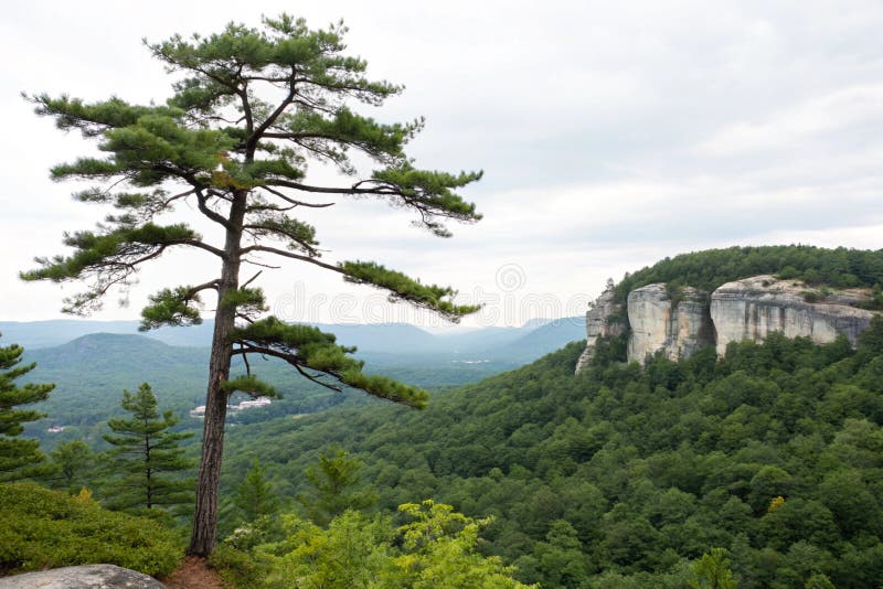 Pine Tree with Mountain Cliffs in Background Stock Illustration ...