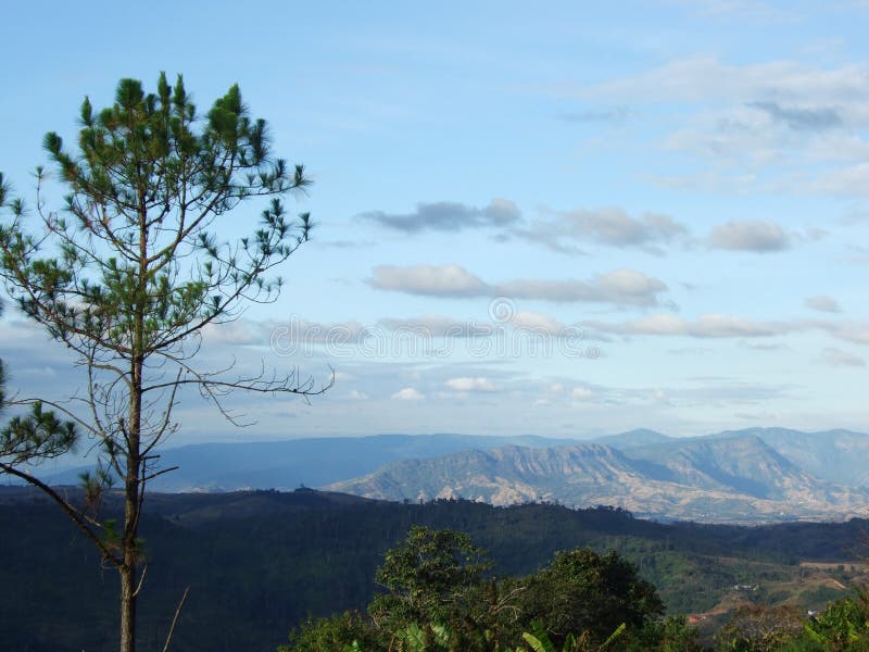 Pine Tree, Mountain, Cloud and Blue Sky Stock Photo - Image of spring ...