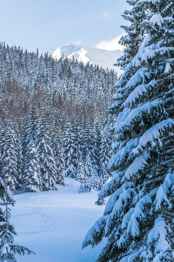 Pine Tree and Mountain Forest in Winter Stock Image - Image of spruce ...
