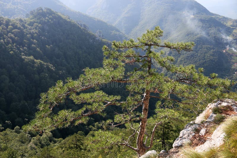 Pine tree on mountain stock photo. Image of outdoor, trees - 59019278