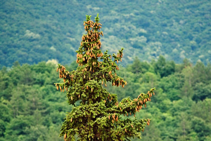 Pine Tree with Lots of Cones Stock Image - Image of european, seasonal ...
