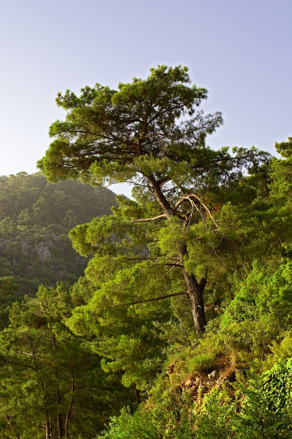 Pine tree on the mountain stock photo. Image of rock - 31634426