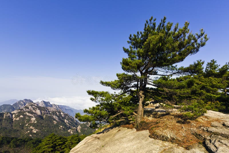 Pine tree in mountains stock image. Image of range, chinese - 16696995