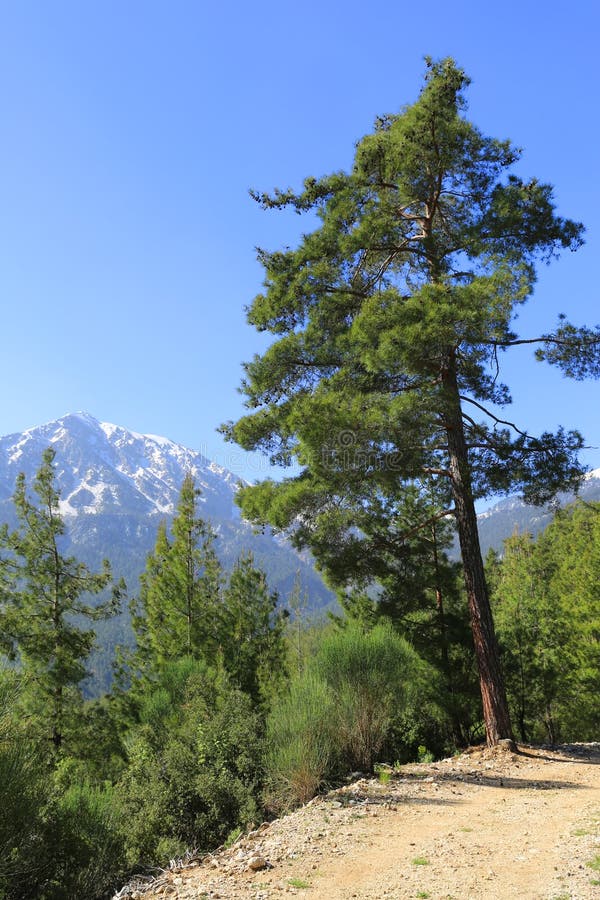 Pine tree in mountains stock photo. Image of outdoors - 173596362